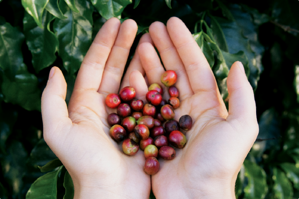 Coffea Robusta, la pianta del Caffè | Lazza